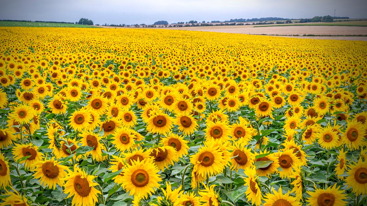 Art in the Sunflowers – inDorset